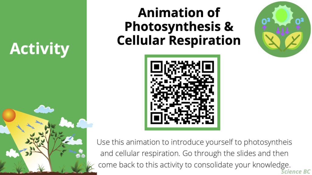 Photosynthesis and Cellular Respiration – Science BC