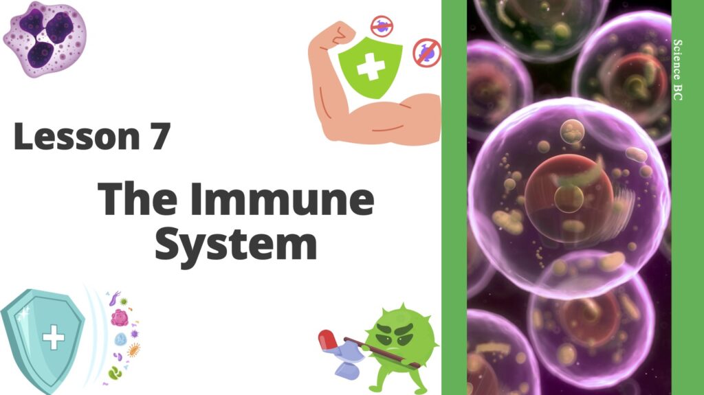 The Immune System – Science BC