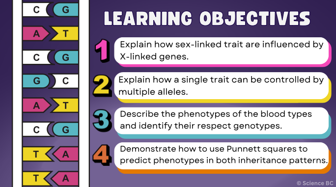 Sex-linked Traits and Multiple Allele Traits – Science BC