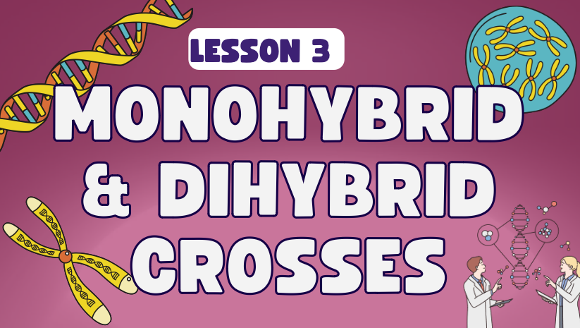 Monohybrid and Dihybrid Cross – Science BC