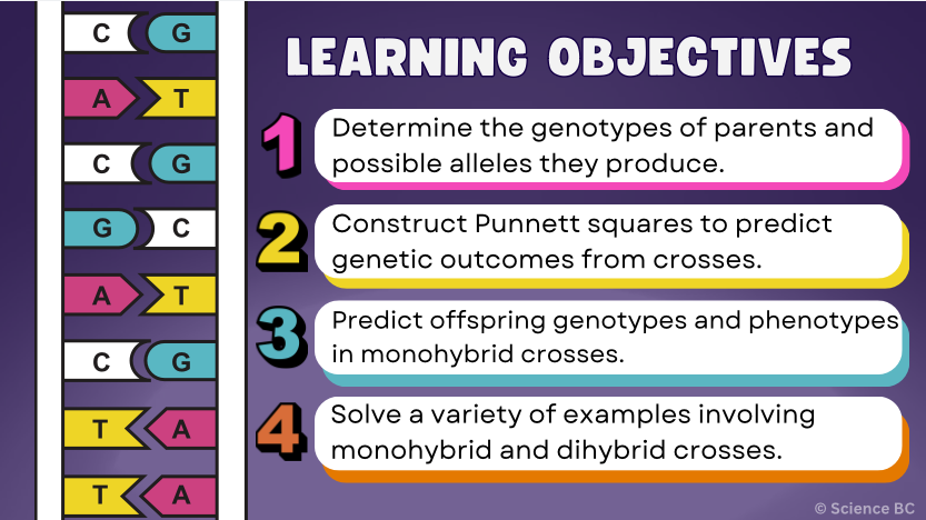 Monohybrid and Dihybrid Cross – Science BC