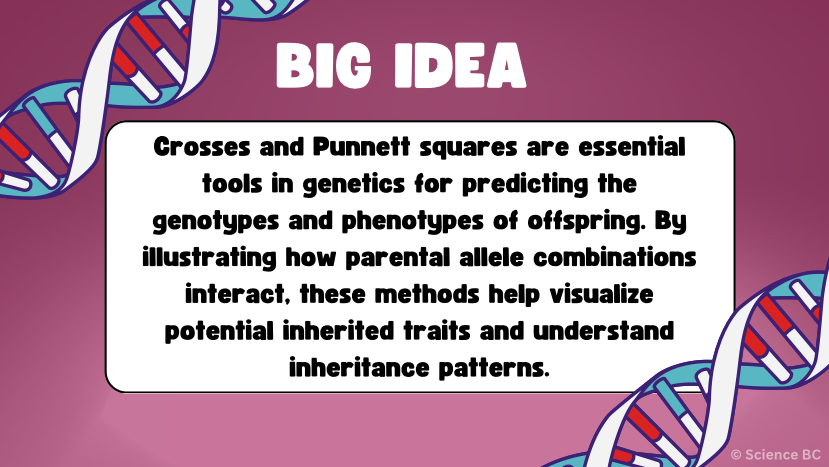 Monohybrid and Dihybrid Cross – Science BC