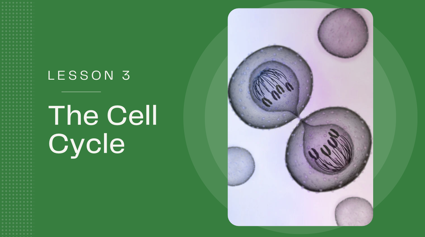 The Cell Cycle (Mitosis) – Science BC