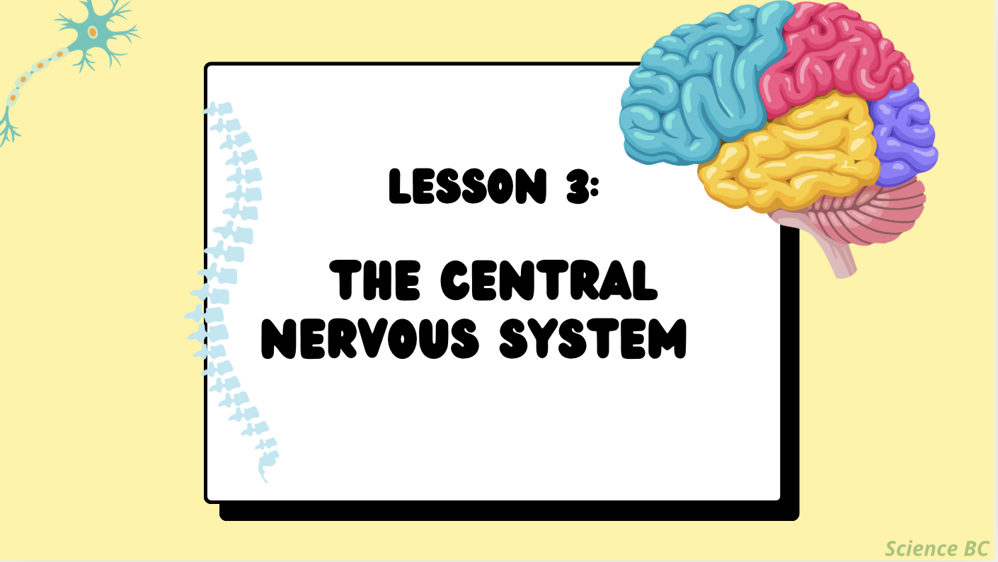 The Central Nervous System – Science BC