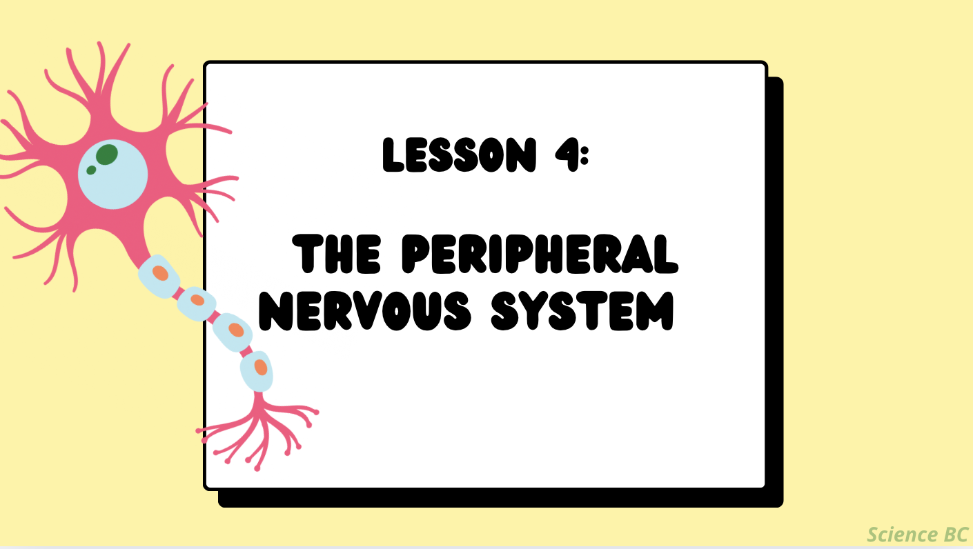 The Peripheral Nervous System – Science BC