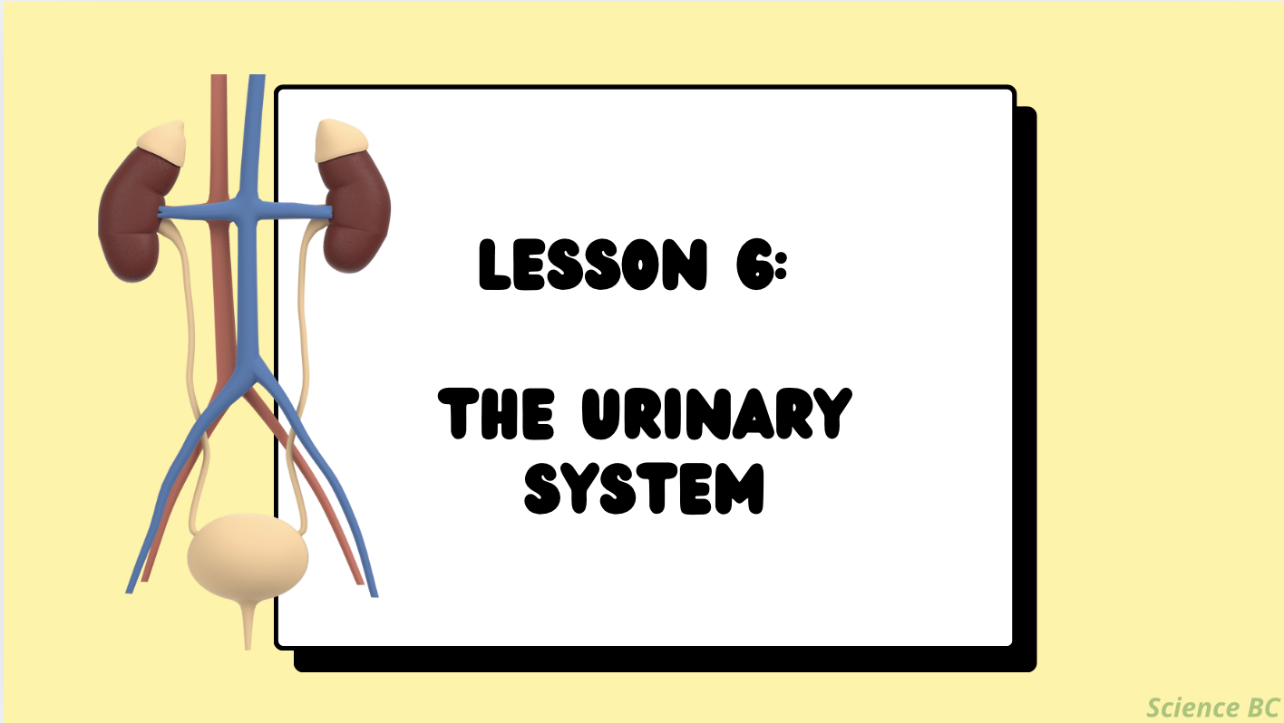 The Urinary System – Science BC