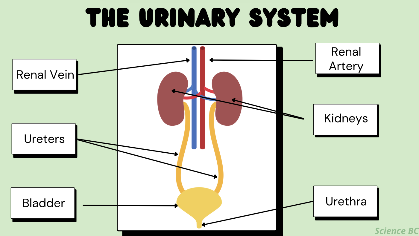 The Urinary System – Science BC
