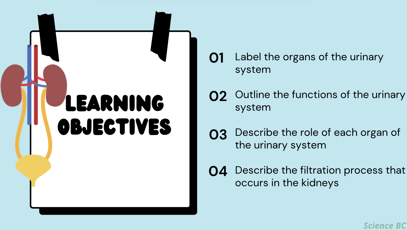 The Urinary System – Science BC